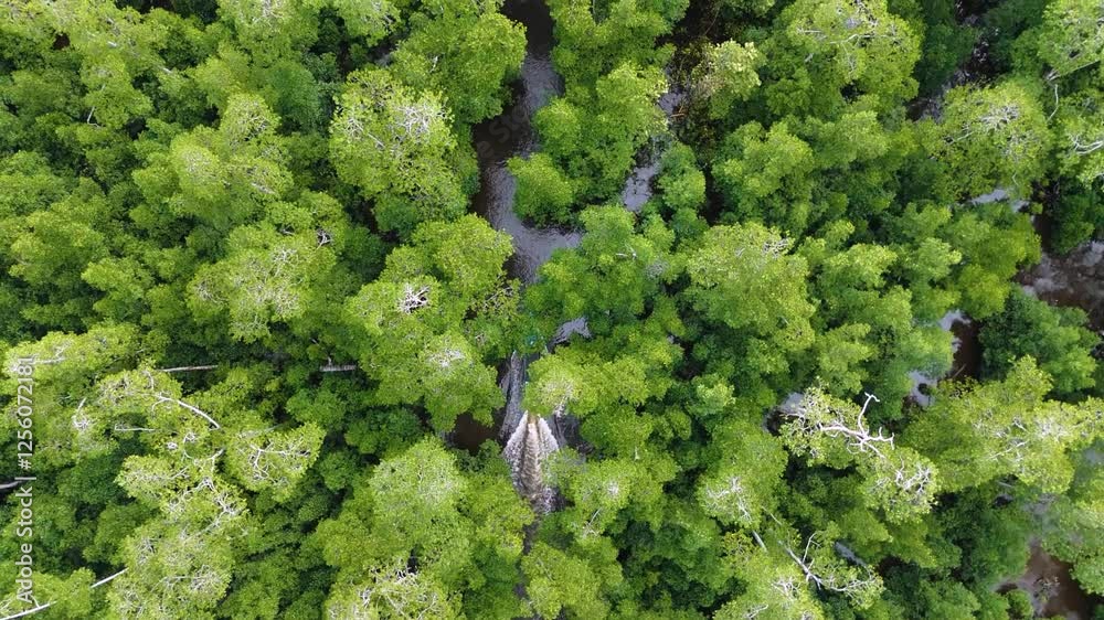 Aerial view of the Amazon rivers of the Peruvian jungle, a drone view ...