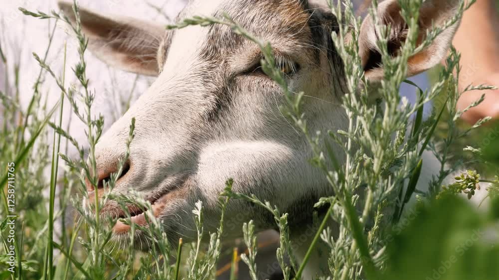 Family mother and daughter playing stroking cute little goat at sunny ...