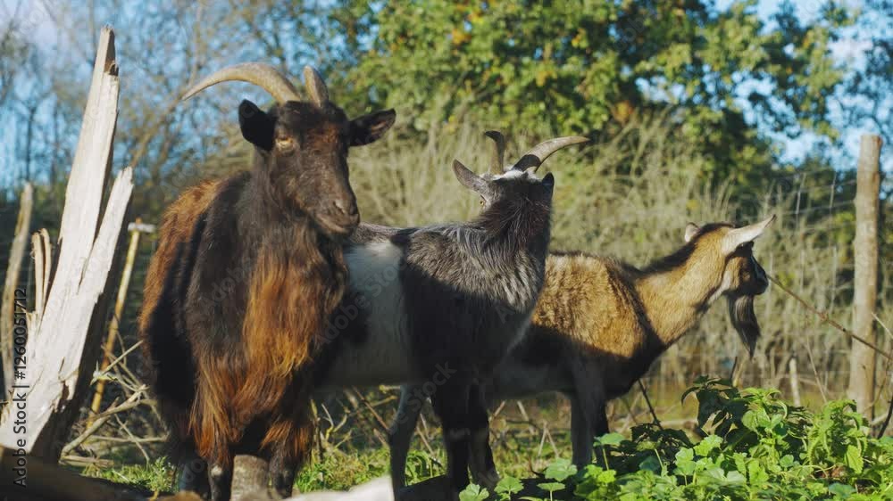 Discover the fascinating world of Goats in the Countryside A Glimpse ...