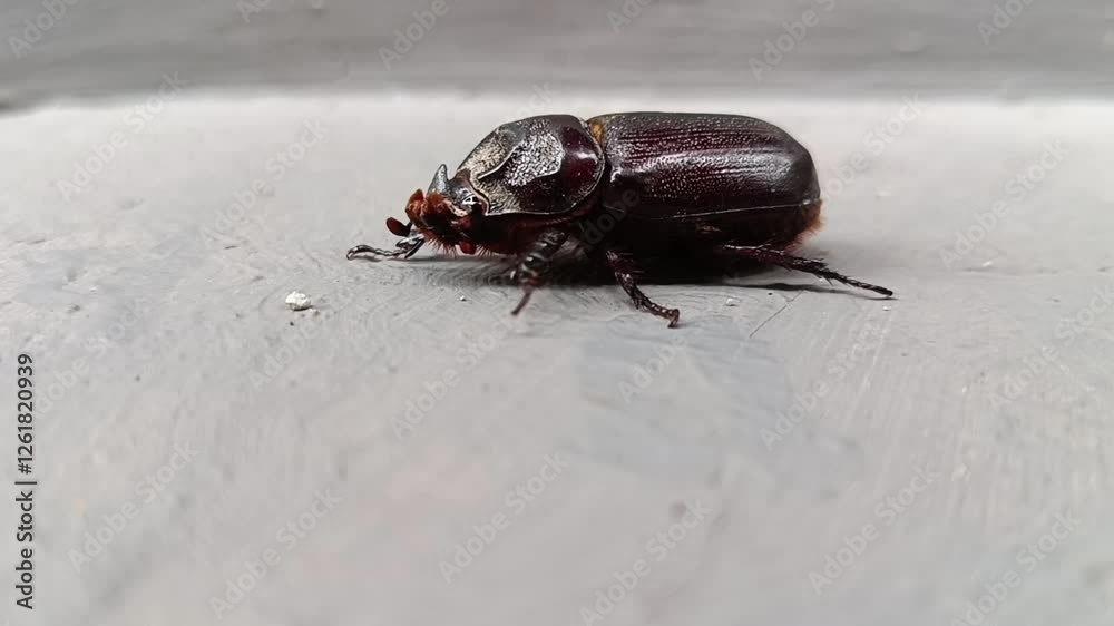 Scarabaeidae is a family of beetles that consists of 30,000 species in ...
