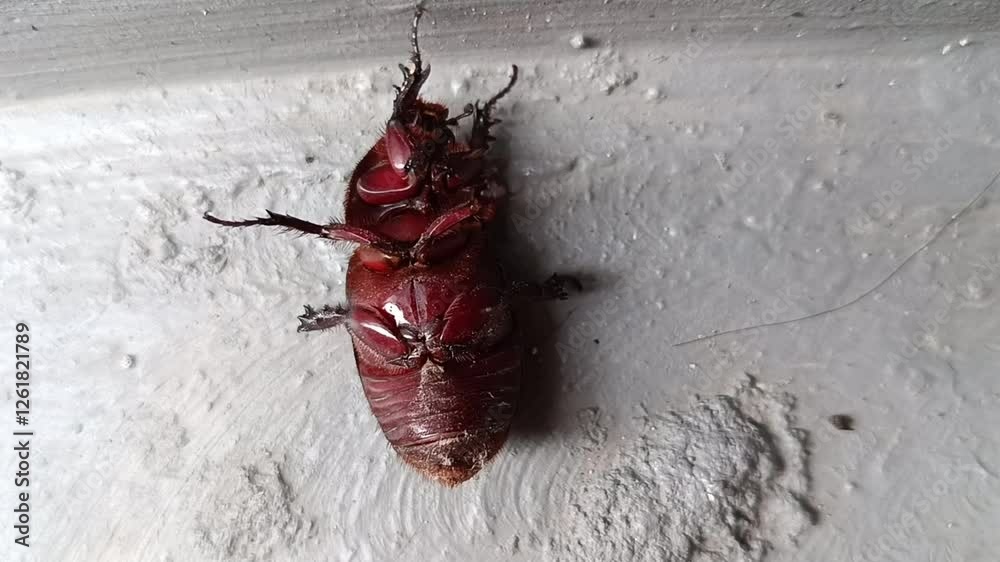 Scarabaeidae is a family of beetles that consists of 30,000 species in ...