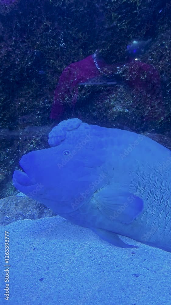 Footage of a blue Humphead wrasse fish in a tank at the Dallas World ...