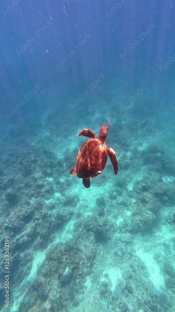 Sea Turtle Underwater action camera tropical marine life Asia ...