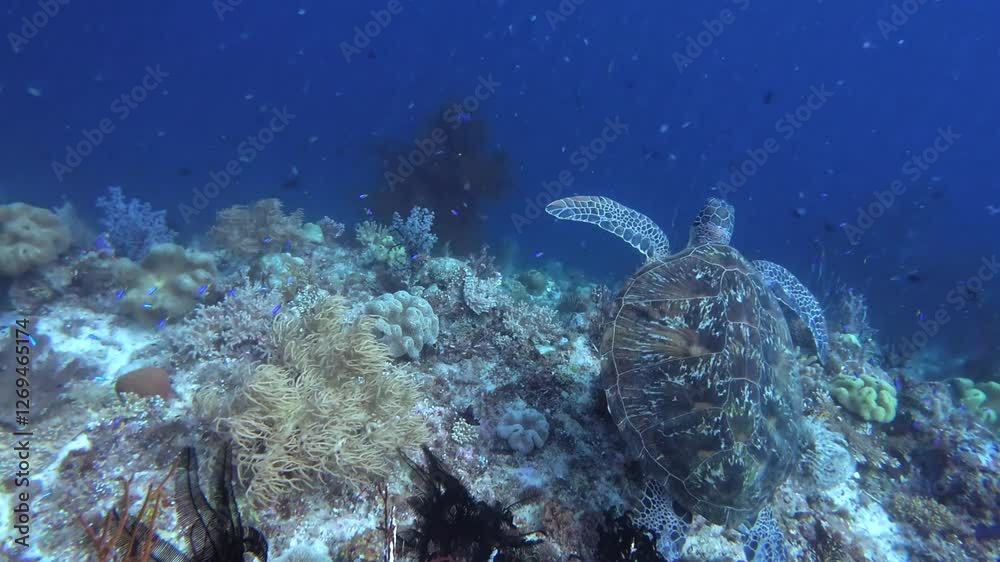A majestic sea turtle glides over a vibrant coral reef in Raja Ampat ...