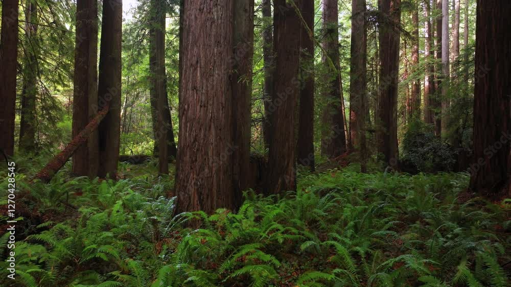 Lost Coast Trail PNW Redwood National and State Parks forest sun mist ...