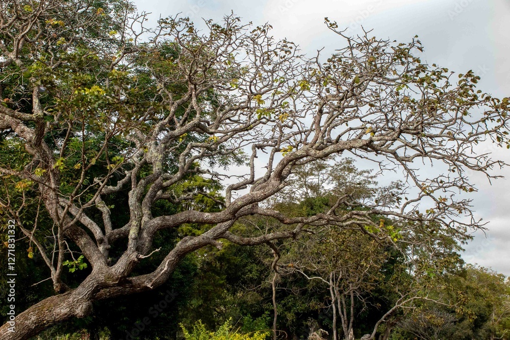 Poster Typical tree of the Brazilian cerrado biome in an idyllic ...
