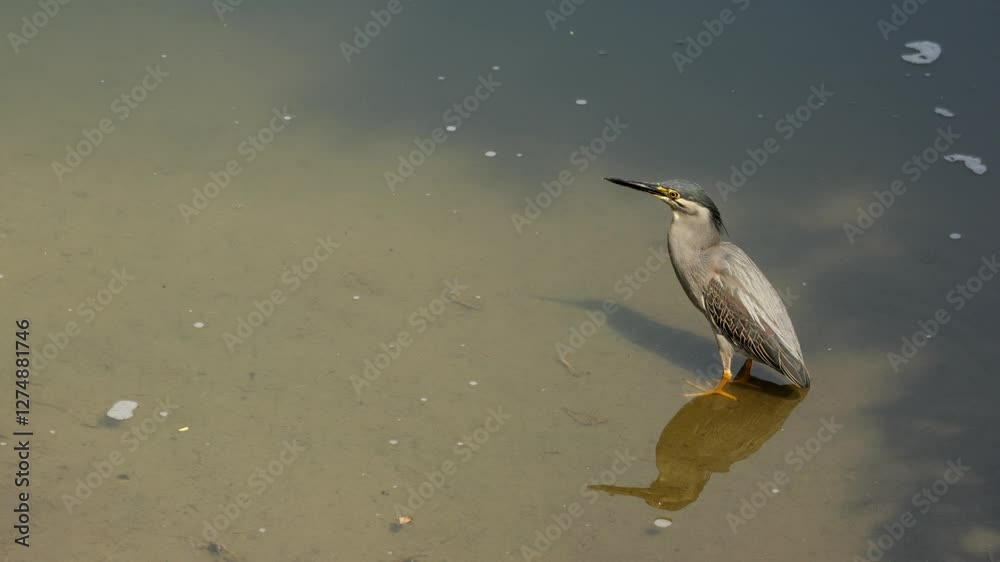 Black-crowned Night Herons Nycticorax nycticorax in the wild. The ...