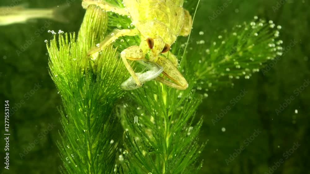 Juvenile Giant Water Bug (Lethocerus americanus) underwater, series 003 ...