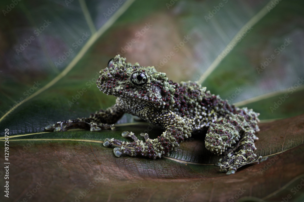 Poster Theloderma corticale (Vietnamese mossy frog) on leaves ...