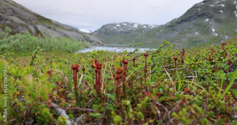 Arctic Tundra. Beautiful Nature Norway natural landscape. Tundra ...
