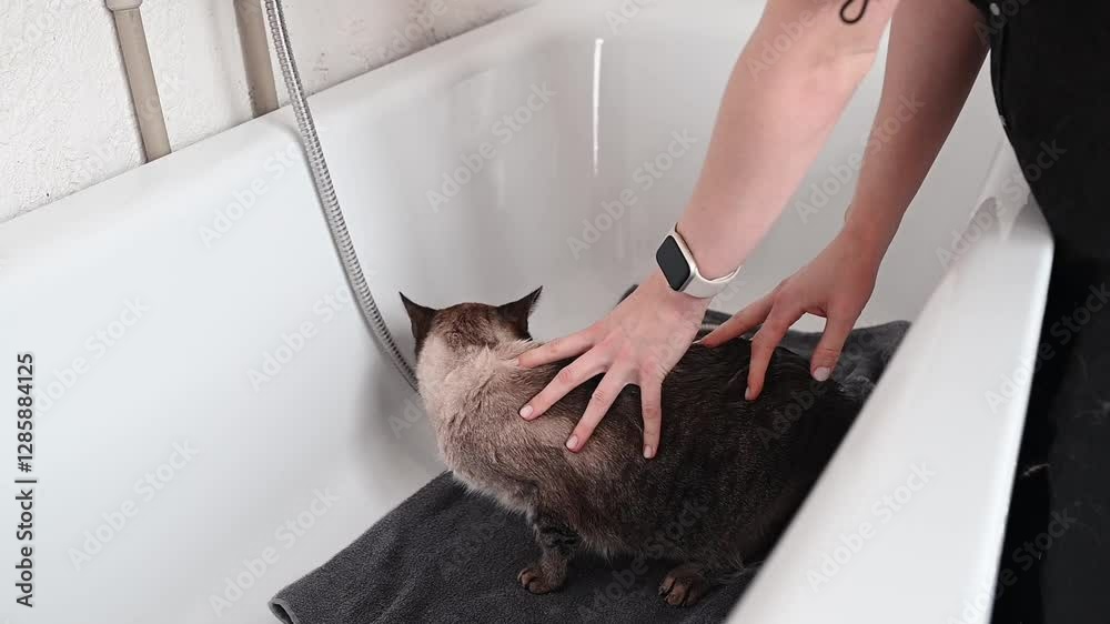Stressed cat in water, stress visible in posture, stress caused by ...