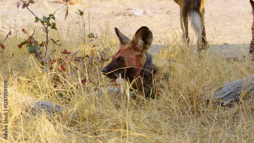 African Wild Dog with tracking collar feeds on fresh prey in Moremi ...