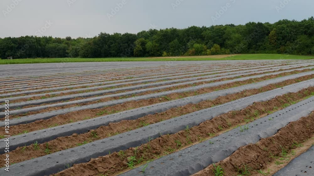 Rows of prepared farmland show black plastic mulch ready for planting ...