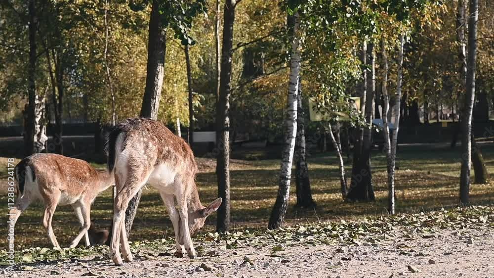 Animal behavior study shows how deer communicate through movement and ...