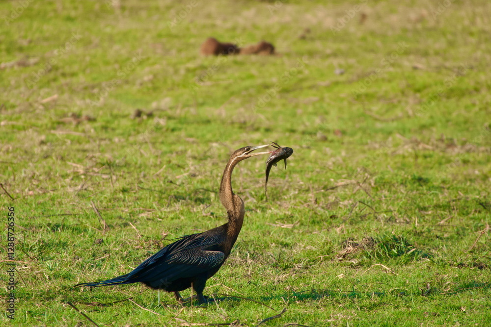 Poster Afrikanischer Schlangenhalsvogel (Anhinga rufa) (african darter ...