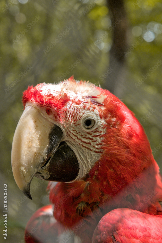 Poster Close-Up and Full-Body Portraits of a Scarlet Macaw in Captivity ...