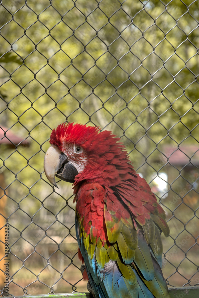 Poster Close-Up and Full-Body Portraits of a Scarlet Macaw in Captivity ...
