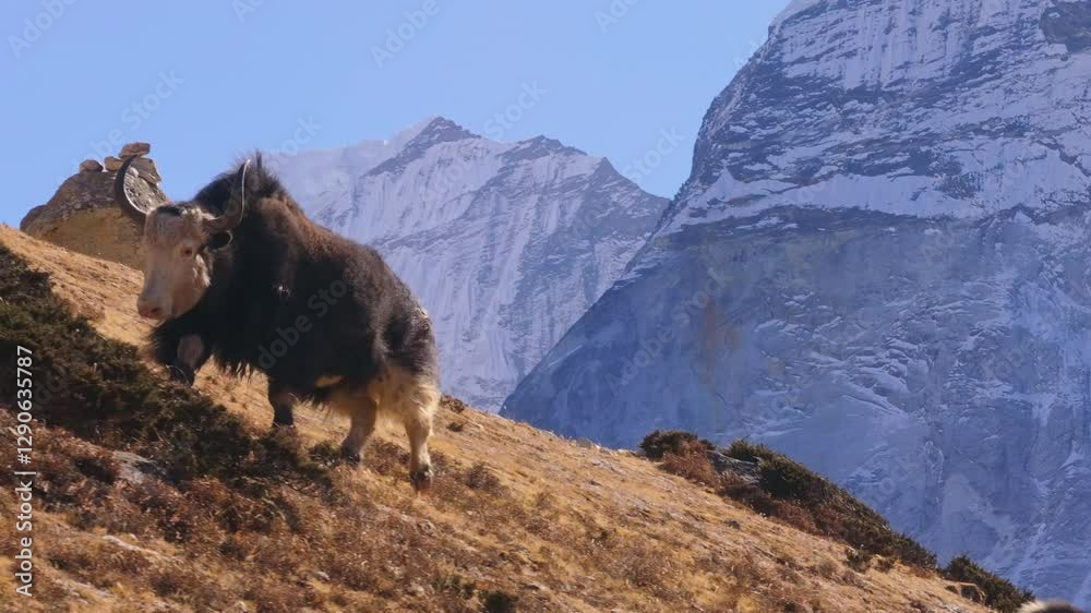Woolly yak walking along rocky Himalayan terrain in Nangkartshang Peak ...