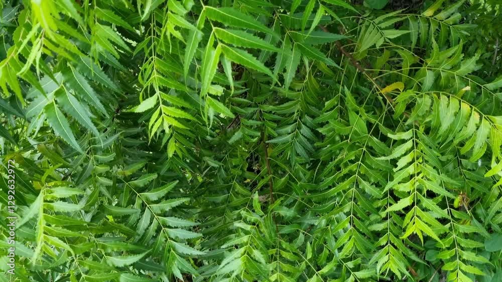 Azadirachta indica branches of neem tree leaves on the beach exposed to ...