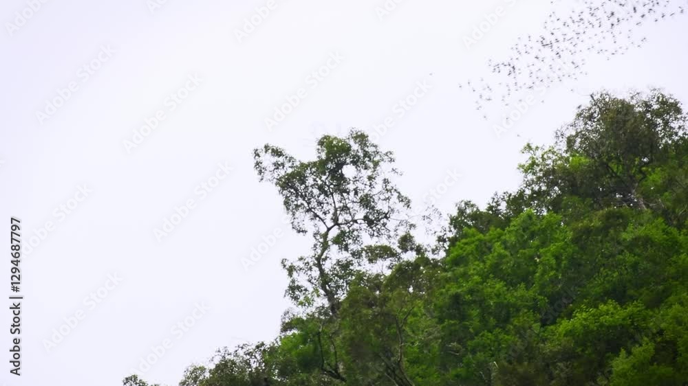 Deer Cave - Gua Payau or Gua Rusa in Sarawak on Borneo, Malaysia ...