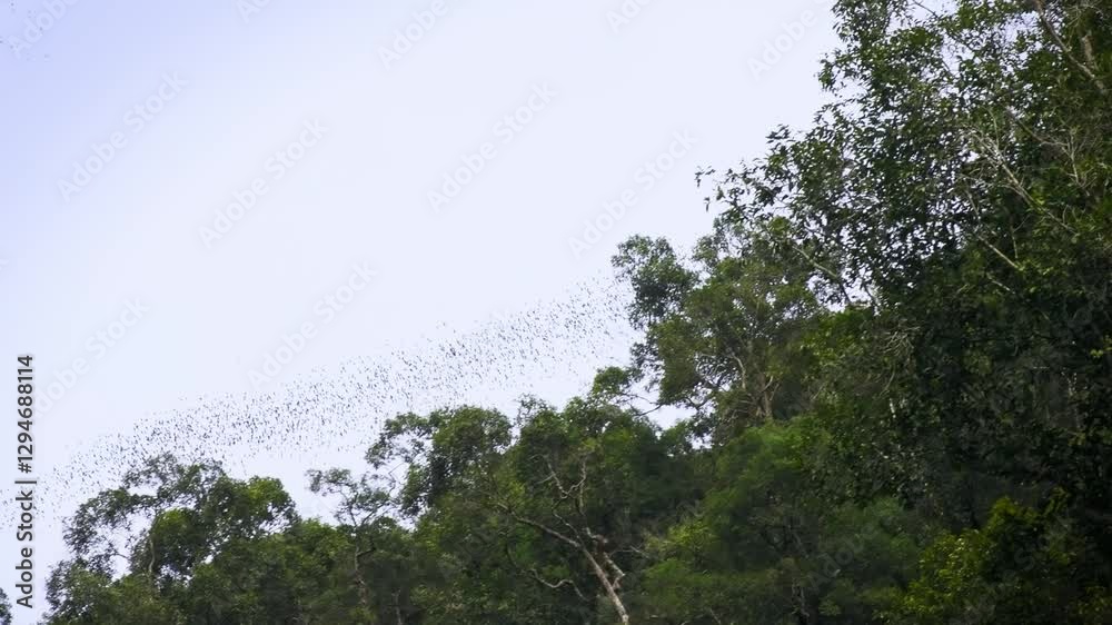 Vidéo Stock Deer Cave - Gua Payau or Gua Rusa in Sarawak on Borneo ...
