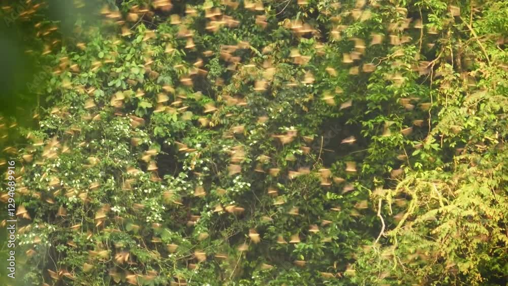 Deer Cave - Gua Payau or Gua Rusa in Sarawak on Borneo, Malaysia ...
