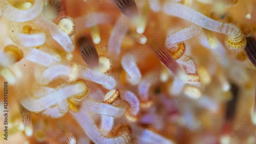 Sea urchin strongylocentrotus pallidus under microscope, phylum ...