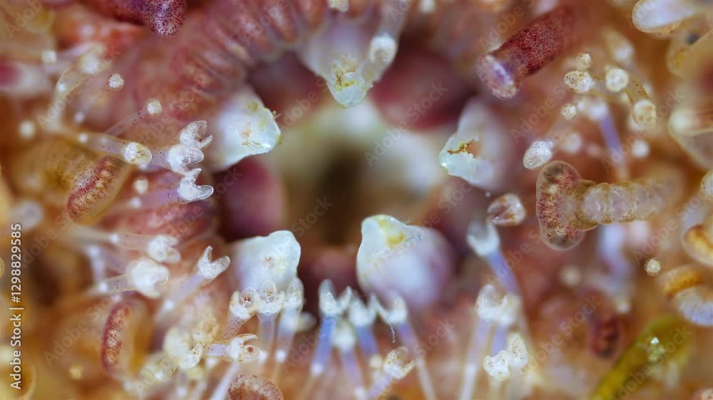 Oral side of sea urchin strongylocentrotus pallidus under microscope ...