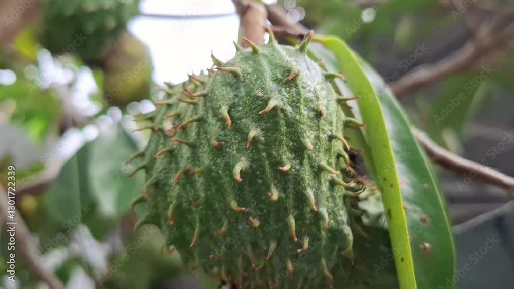Unripe Soursop fruit on the tree Stock ビデオ | Adobe Stock