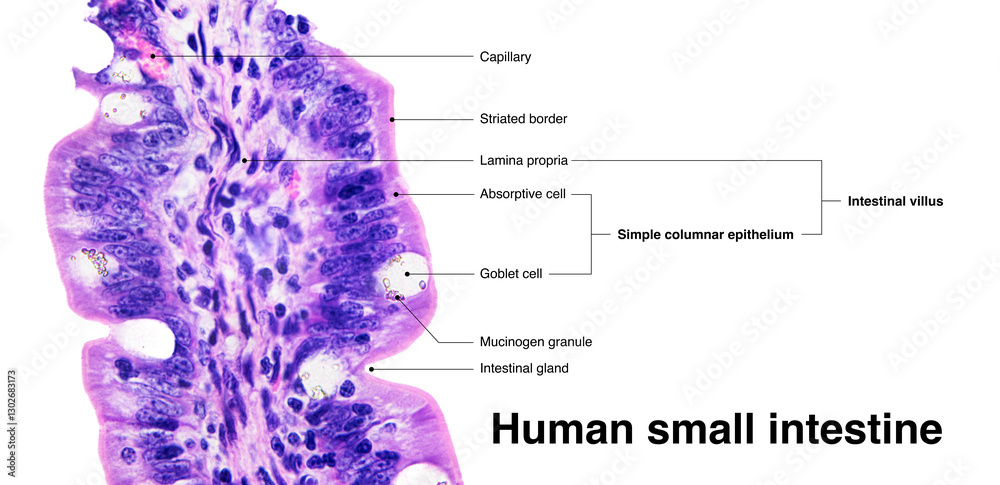 Fotografía This is a histological photograph of the human small ...