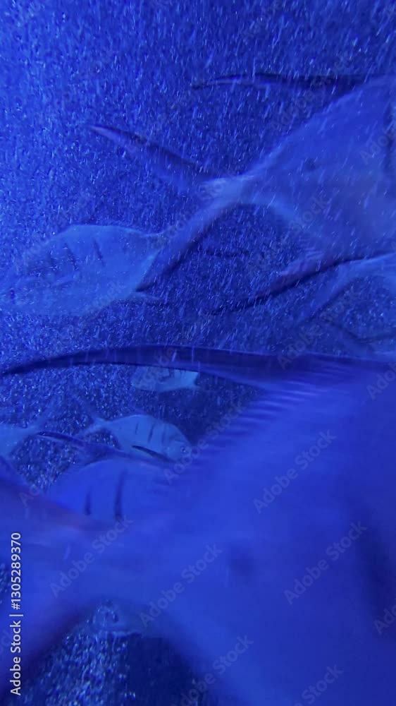 footage of beautiful fish swimming in a tank at OdySea Aquarium in ...