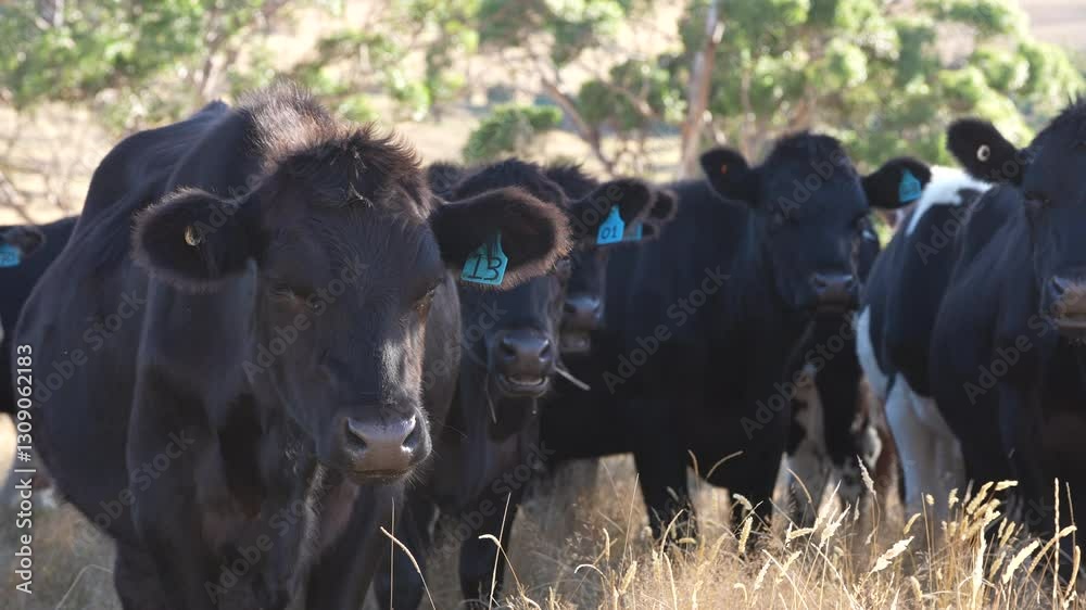 Beef cows and calves grazing on grass on a beef cattle farm in ...