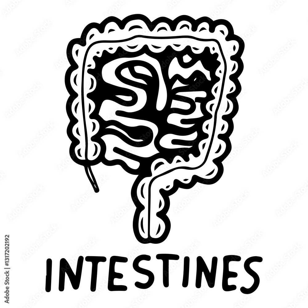 Poster Human organ intestine – Wall Art | UkPosters