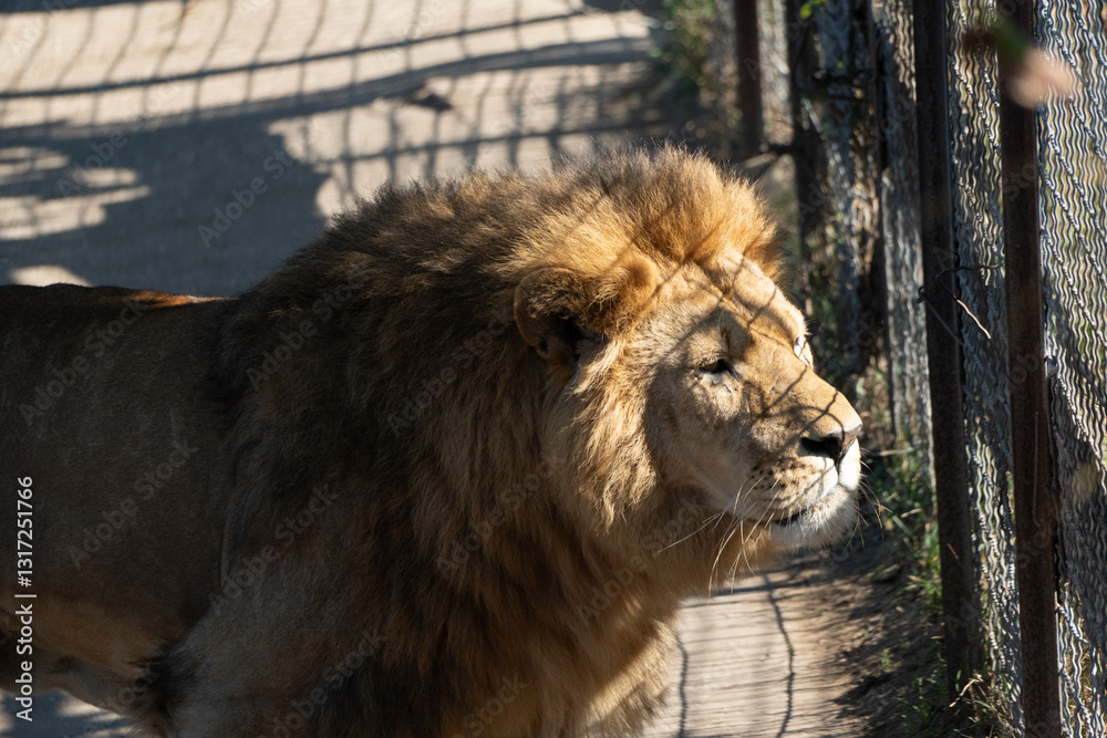 Poster Lion Zoo Enclosure Animal - A lion stands by a fence in a zoo ...