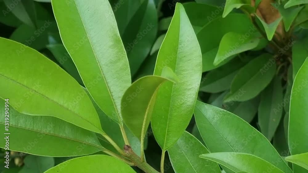 Vidéo Stock Sapodilla (Manilkara zapota) is nutritious fruit tree from ...