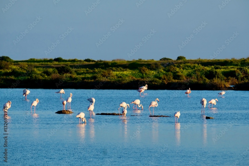 Poster Flamingos in the Ria Formosa Natural Park, Olhão, Algarve ...