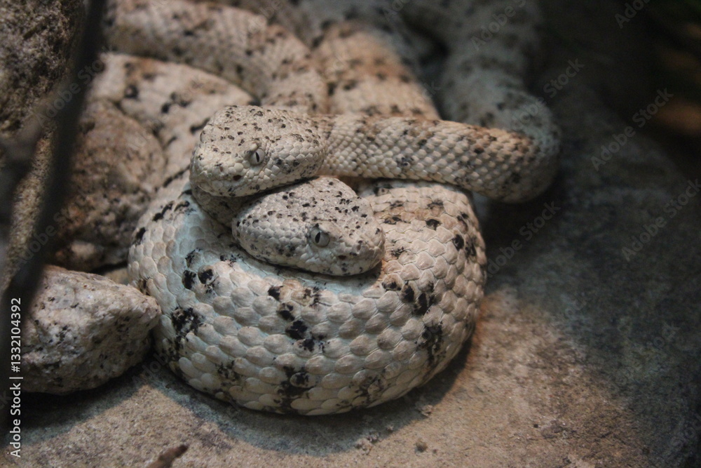 Poster Two white snakes pythons with black and grey spots curled on top ...