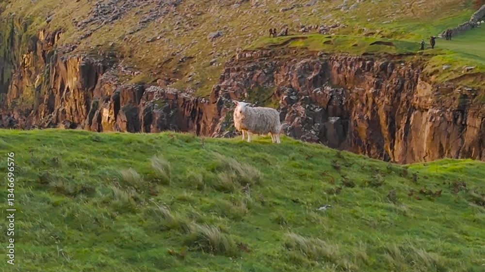 Sheep and goats grazing peacefully on the dramatic cliffs of Scotland ...