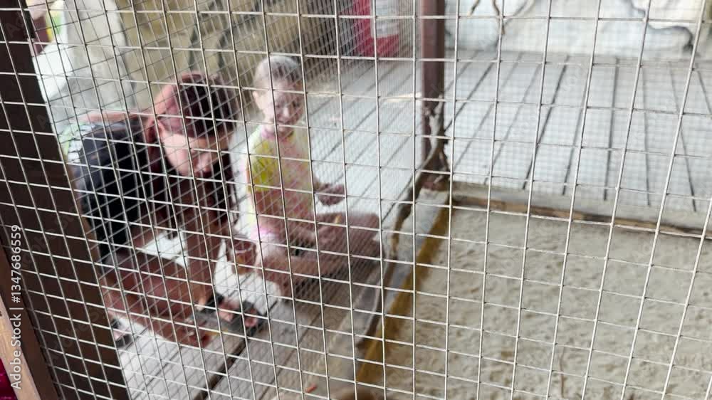 Interactive zoo tour, small mammals in enclosures, first-time animal ...