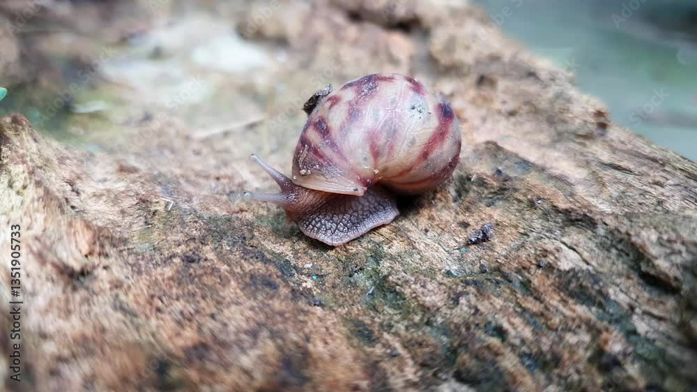 Video Stock African giant snail is eating rotting insect debris on ...