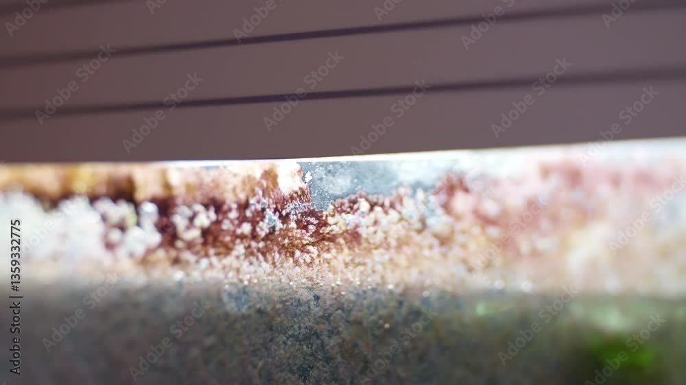 Ugly algae covered glass aquarium surface, green and brown spots on ...