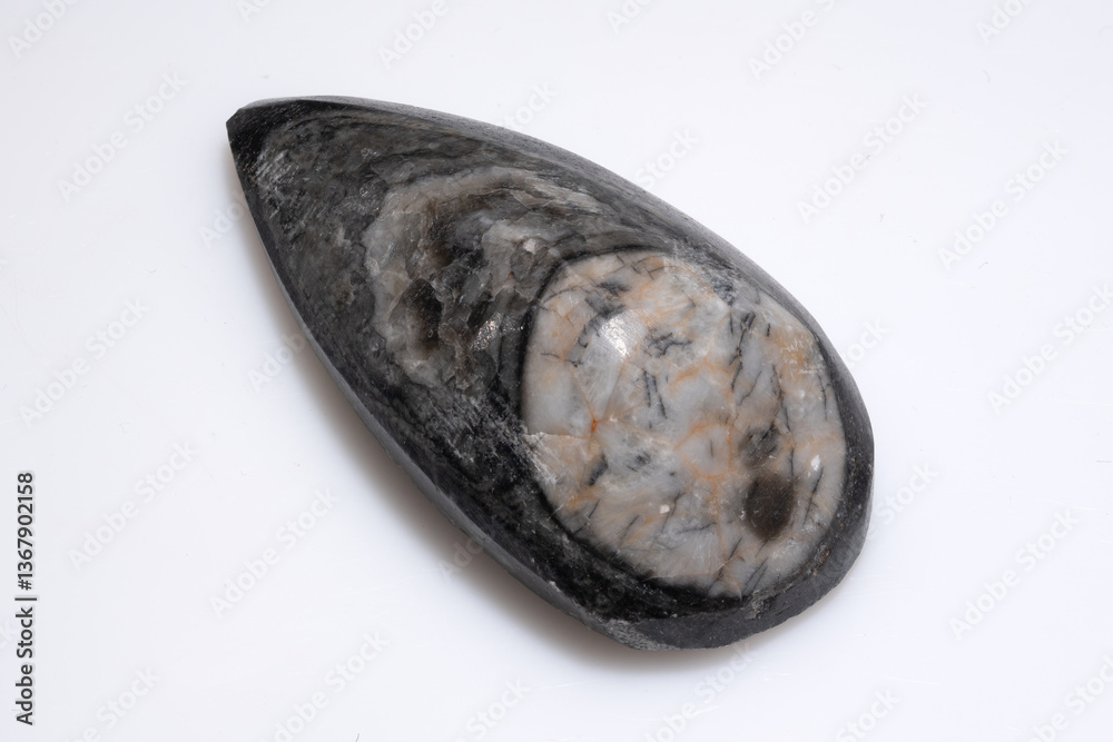 Poster Detailed Polished Fossil Trilobite Specimen with Visible ...