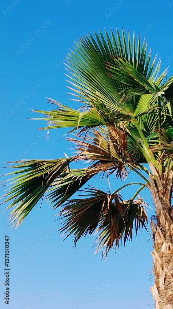 Washingtonia Robust Or Mexican Fan Palm. Washingtonia Palm Trees Top ...