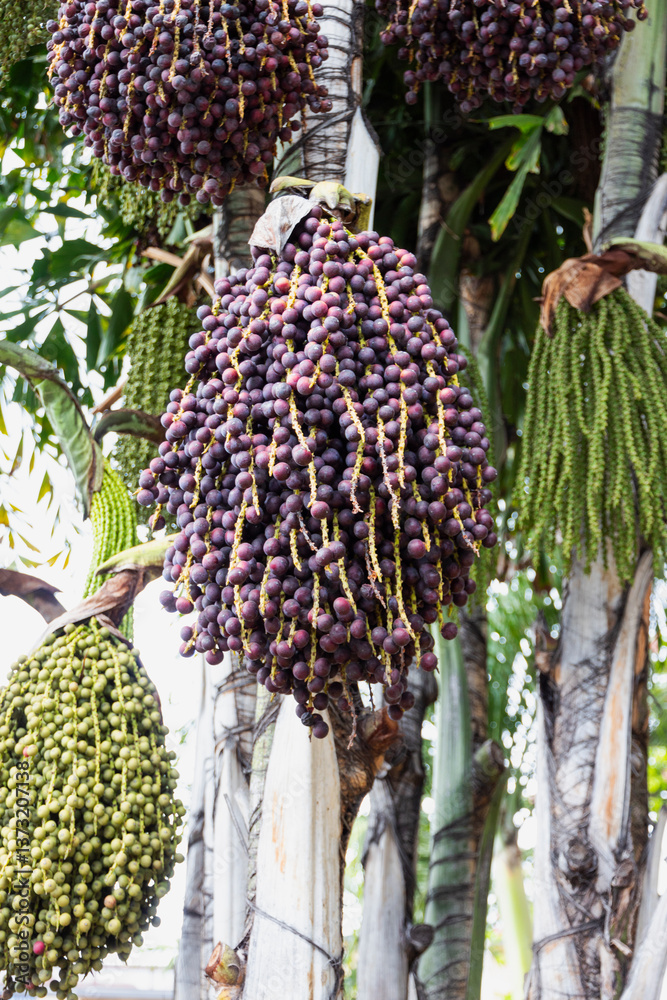 Poster Hanging fruit of the Caryota mitis palm tree, known as the ...