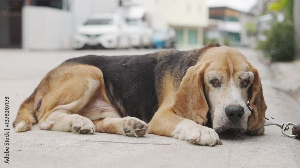A senior beagle lies down on a urban quiet street, showing visible ...