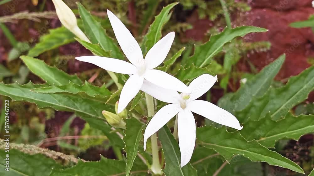 The Korejat plant (Isotoma Longiflora) is a traditional herbal ...