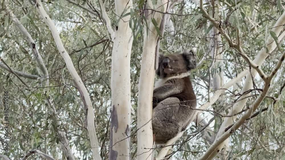 close up on cute adorable koala sleeping and hugging eucalyptus tree ...