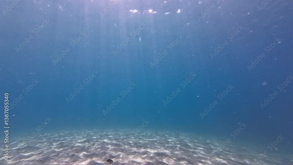 Underwater world background. Sectional view of sea. View of sandy ...