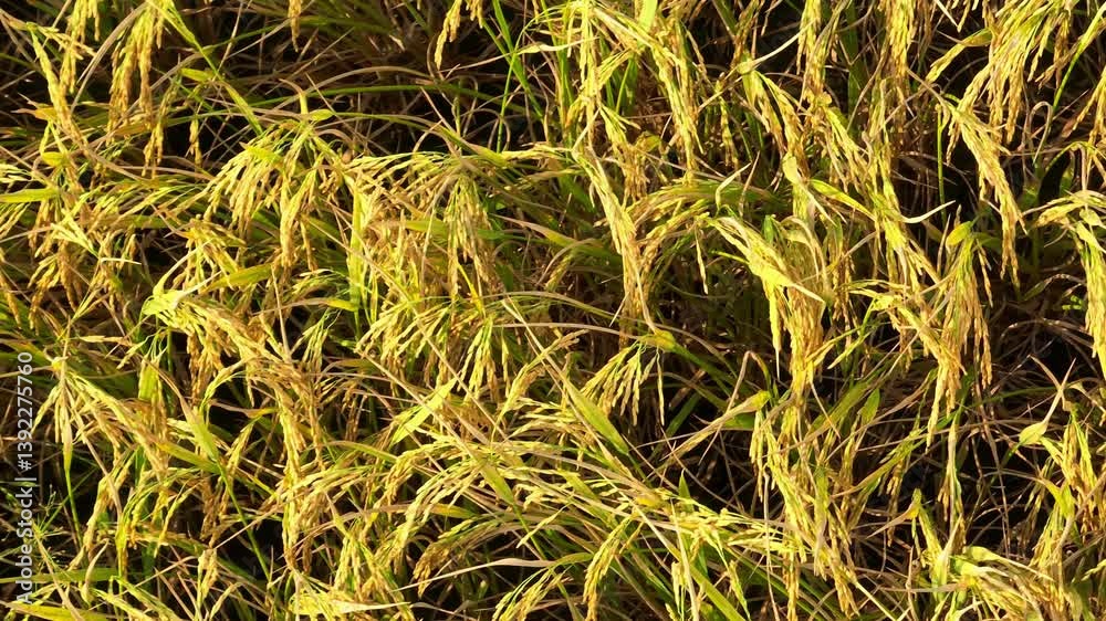 The drone captures the golden hues of ripening rice plants, symbolizing ...