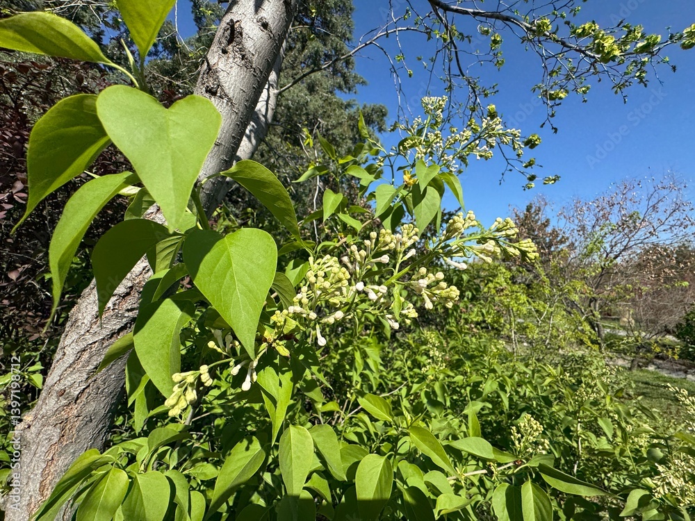 Poster Syringa reticulata, also known as Peking lilac, features creamy ...